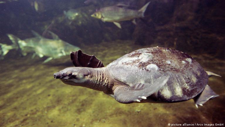 The weird and wonderful world of turtles – DW – 05/23/2018