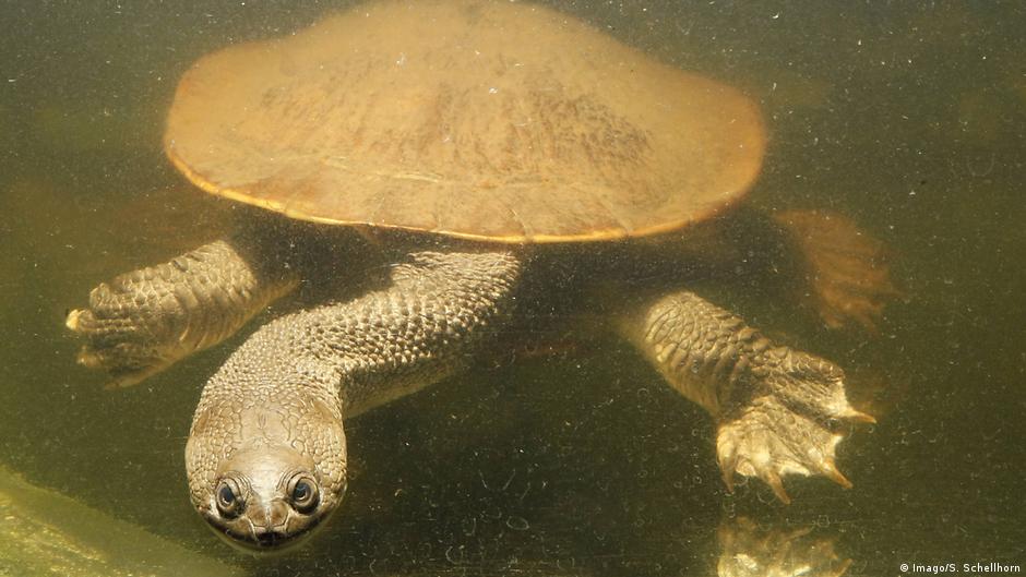 The weird and wonderful world of turtles | All media content | DW | 23. ...