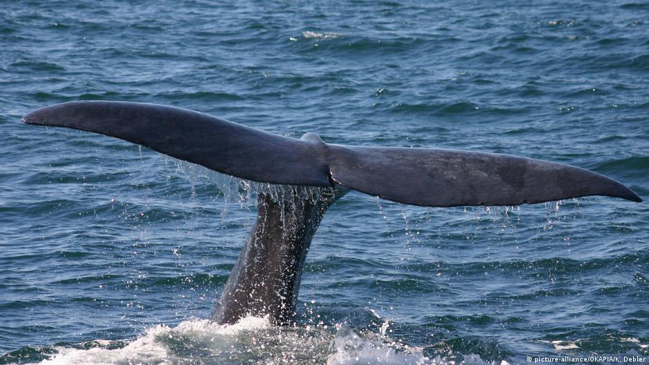 Hunting endangered whales in Iceland – DW – 08/09/2018