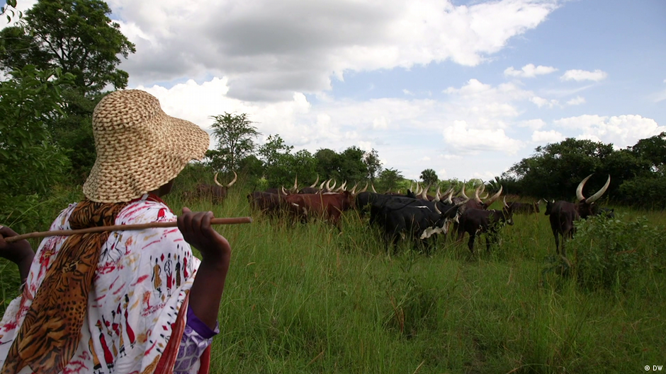 The fight to protect indigenous cattle in Uganda