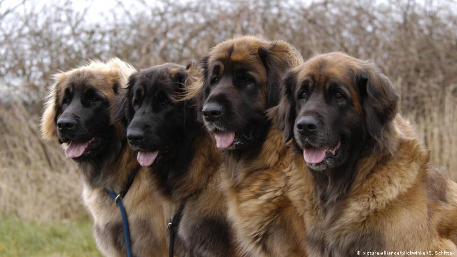 5 dog breeds with European origins – DW – 06/13/2018