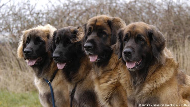 5 dog breeds with European origins – DW – 06/13/2018