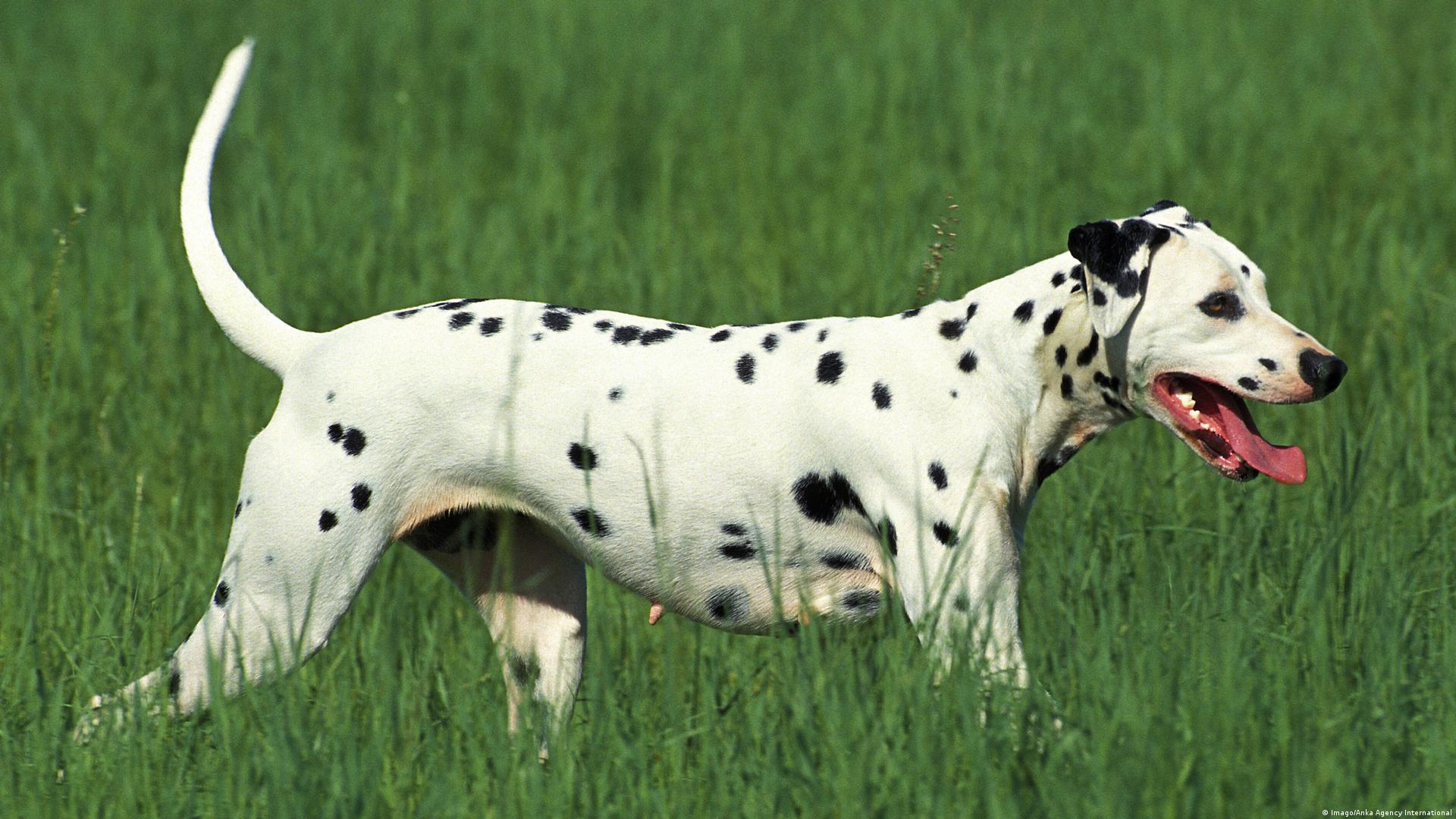 All Types Of Dogs With Names All Types Of Dogs With Names