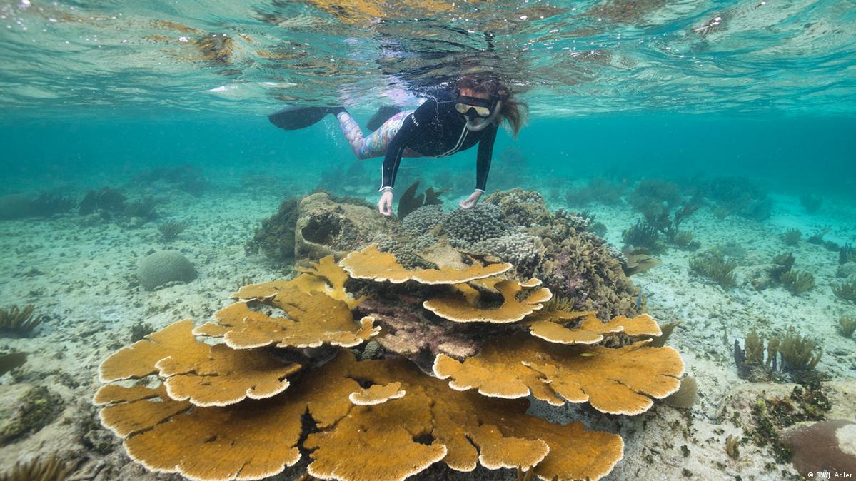 An insurance plan for Mexico's coral reefs