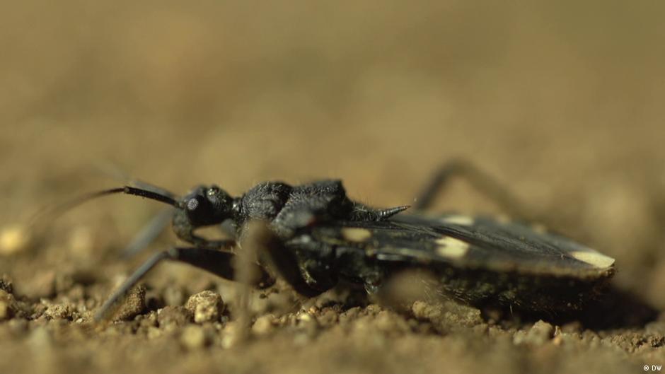 Working with insects in Africa