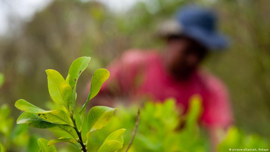 Colombia's coca cultivation at record level – DW – 09/20/2018