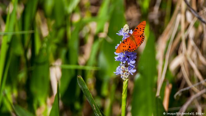The Everglades - Marshland biodiversity | All media content | DW | 06. ...