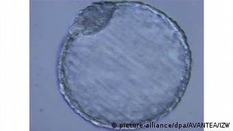 Researchers create hybrid northern white rhino embryos | Science | In ...