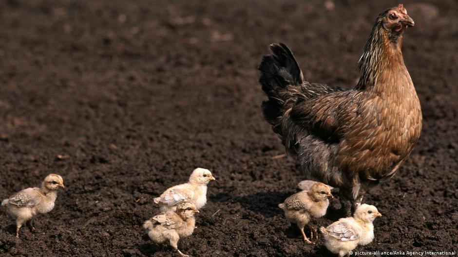 World in Progress: Farming in Nairobi's Huruma slum