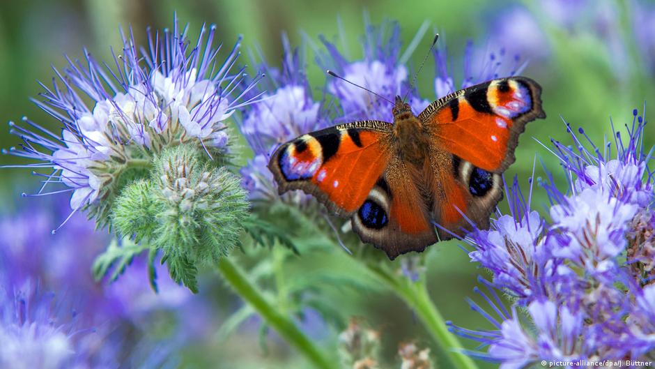 Butterflies flourish in the summer heat — for now – DW – 08/13/2018