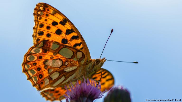 Butterflies flourishing in hot weather – DW – 08/13/2018