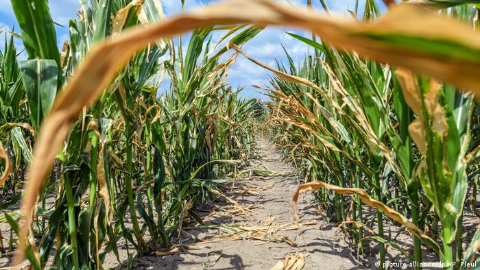 Soaring temperatures, wildfires scorch Europe | All media content | DW ...