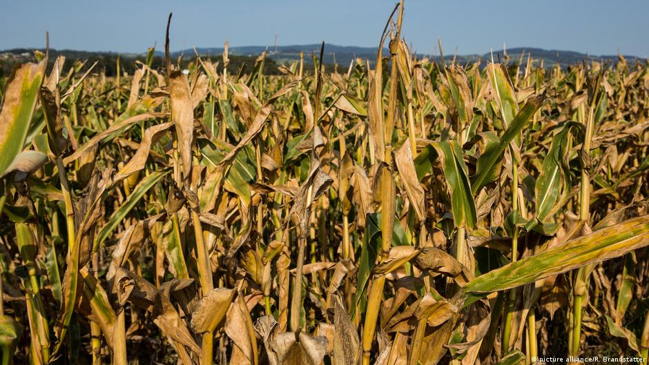 No immediate federal help for drought-hit German farmers – DW – 08/01/2018