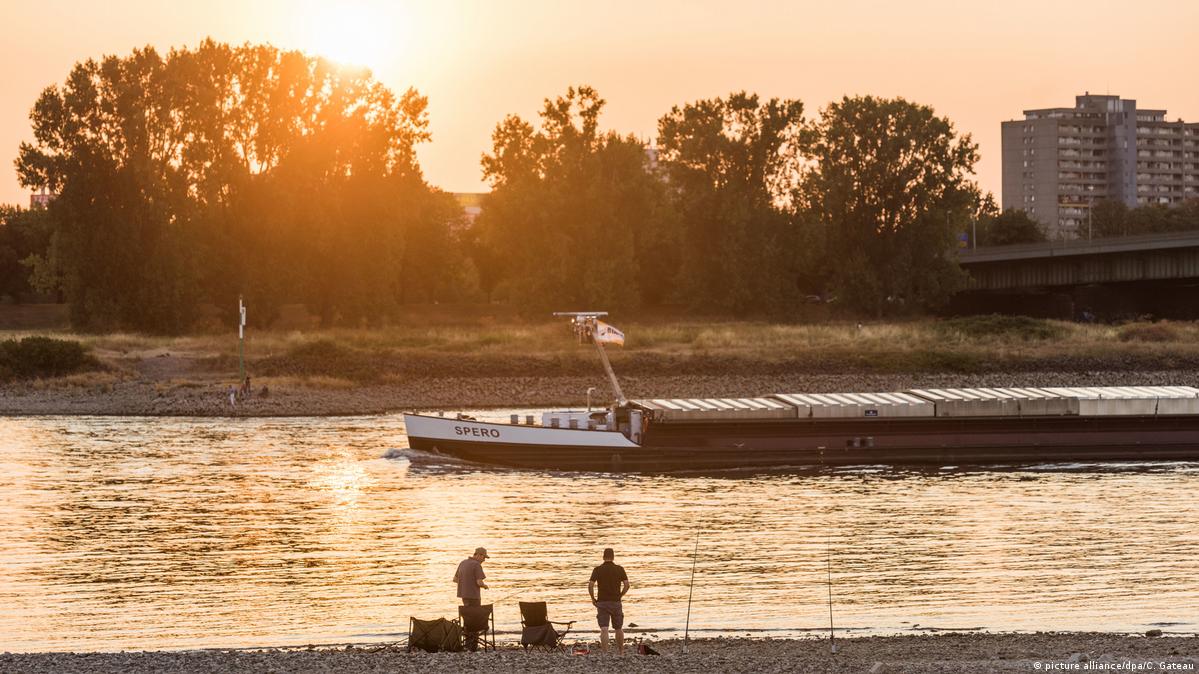 Thousands of fish in River Rhine fall victim to heat wave – DW – 08/06/2018