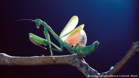 Megabugs 10 Of The Largest Insects In The World
