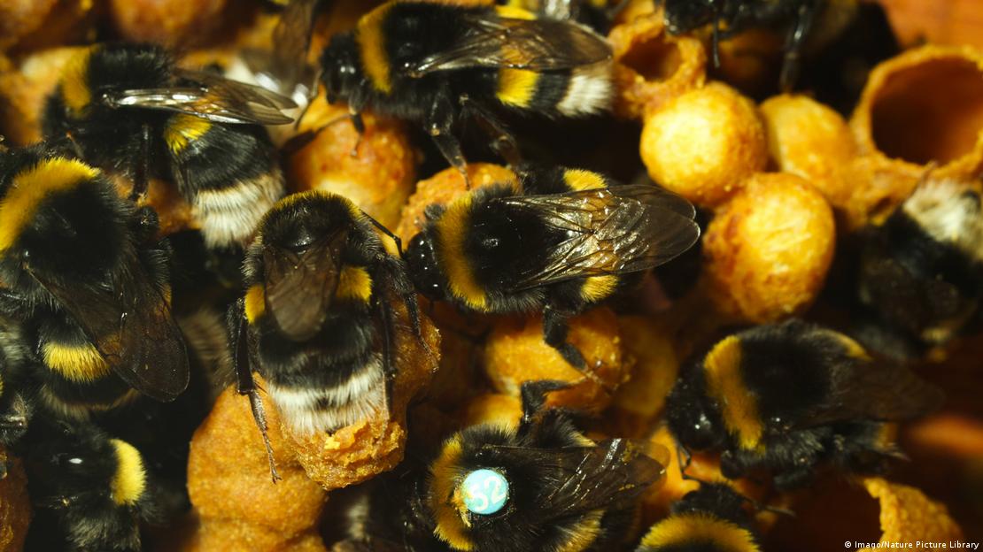 Hummel Insekt Viel Rummel Um Die Hummel BUND Naturschutz In Bayern