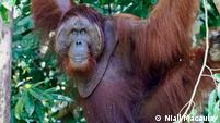 Ensuring survival of Borneo's great apes – DW – 08/16/2018