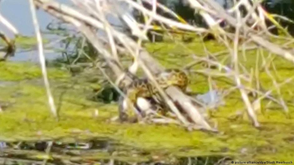 Huge snake found in German lake – DW – 08/24/2018