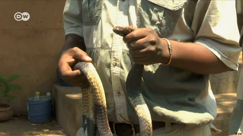 Saving Zimbabwe's snakes – DW – 12/21/2018