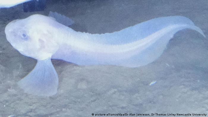 Mit unbemanntem U-Boot: Neue Tiefseefische entdeckt | Wissen & Umwelt ...