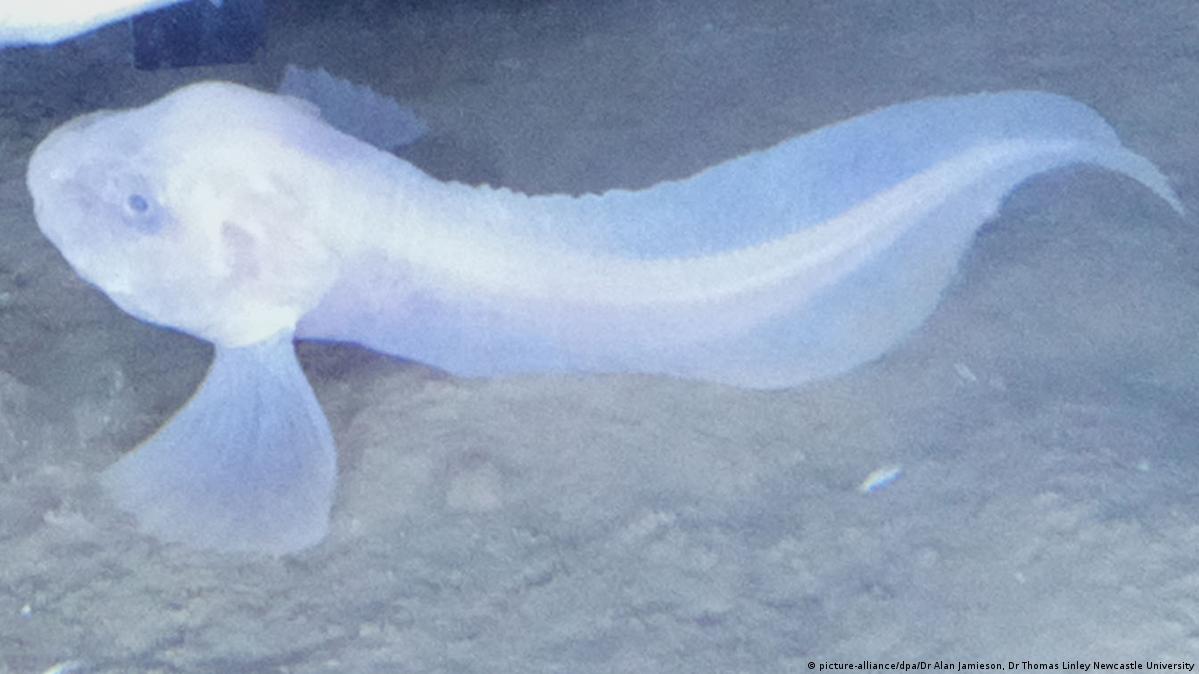 Neue Tiefseefische entdeckt – DW – 11.09.2018