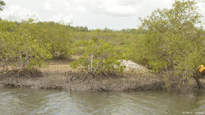 Parque Natural do Rio Cacheu: Uma Guiné-Bissau desconhecida | Mediateca ...