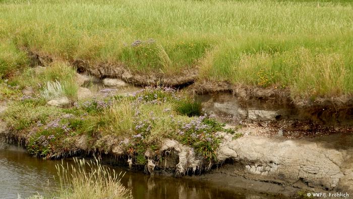 Humedales, manglares y marismas: los grandes protectores de la costa ...