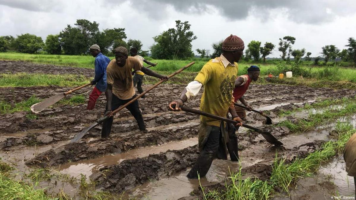 Guiné-Bissau: Como contornar a crise alimentar aguda?