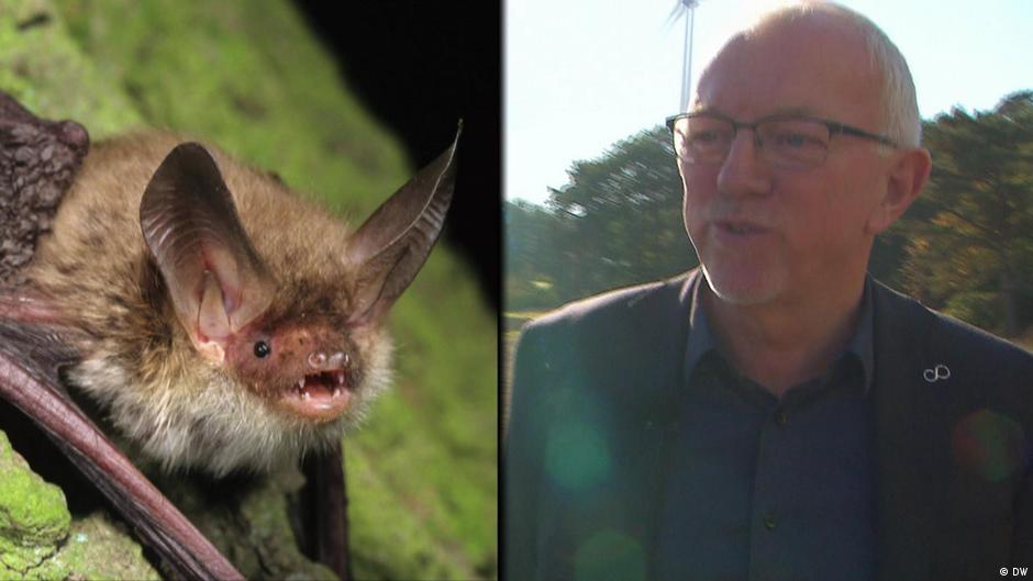 Bats beat rotors – DW – 03/26/2019