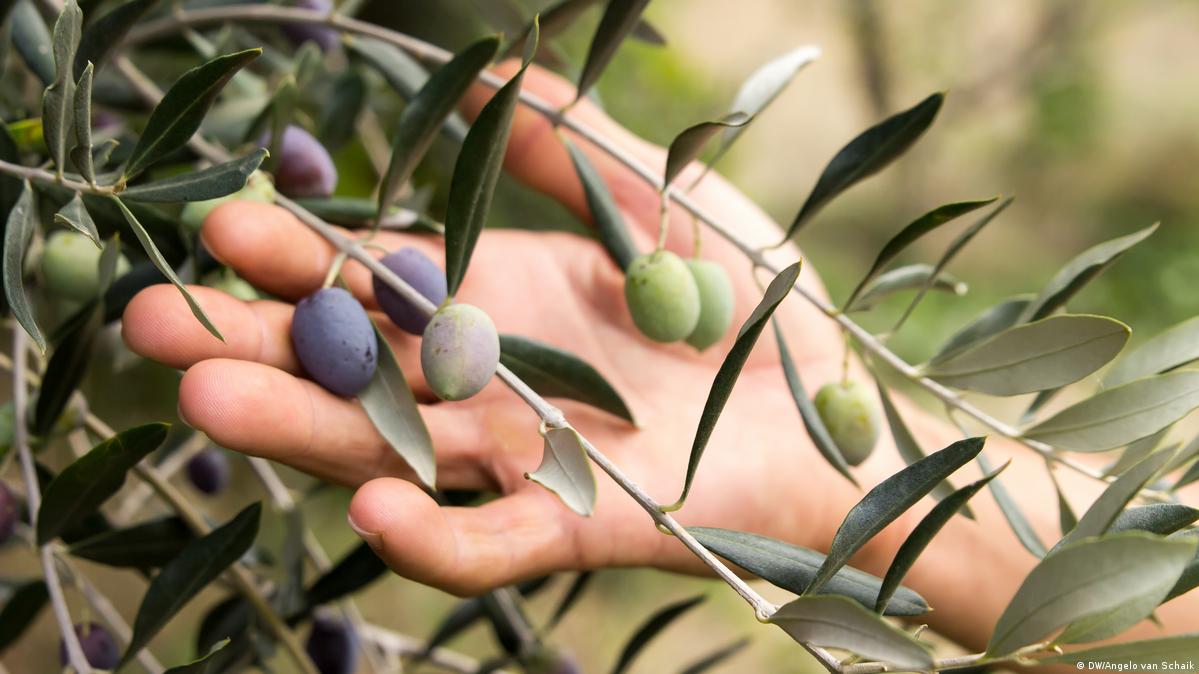 Climate change brings new crops, new ideas