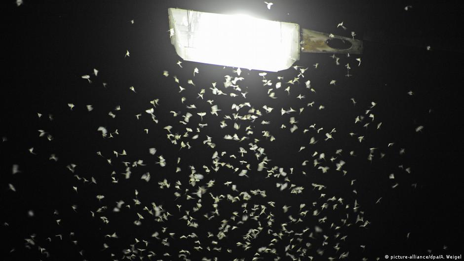 Making street lights insect-friendly