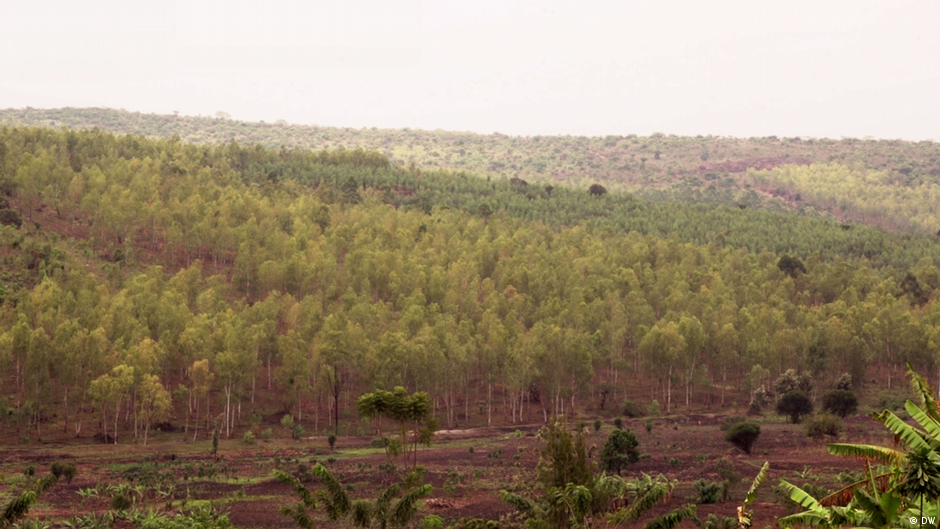 Ambitious goals for reforestation in Rwanda – DW – 11/05/2018