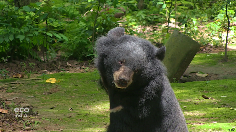 The cruel business of bear tapping – DW – 03/21/2019