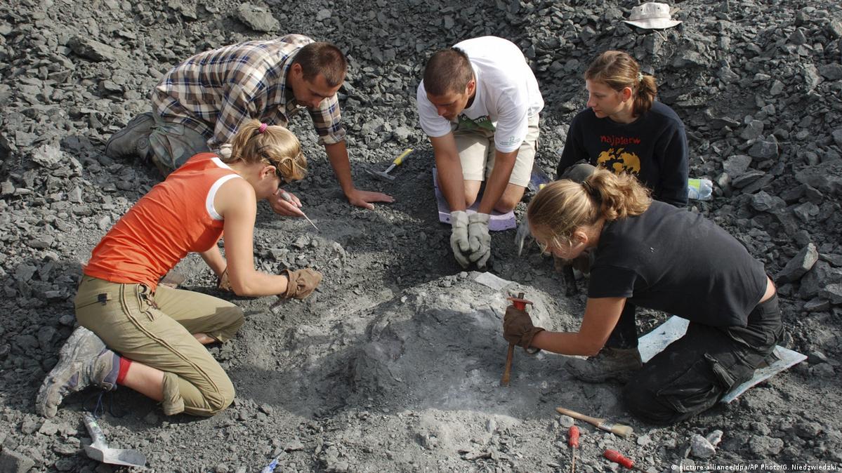 Scientists unearth new fossil find – DW – 11/23/2018