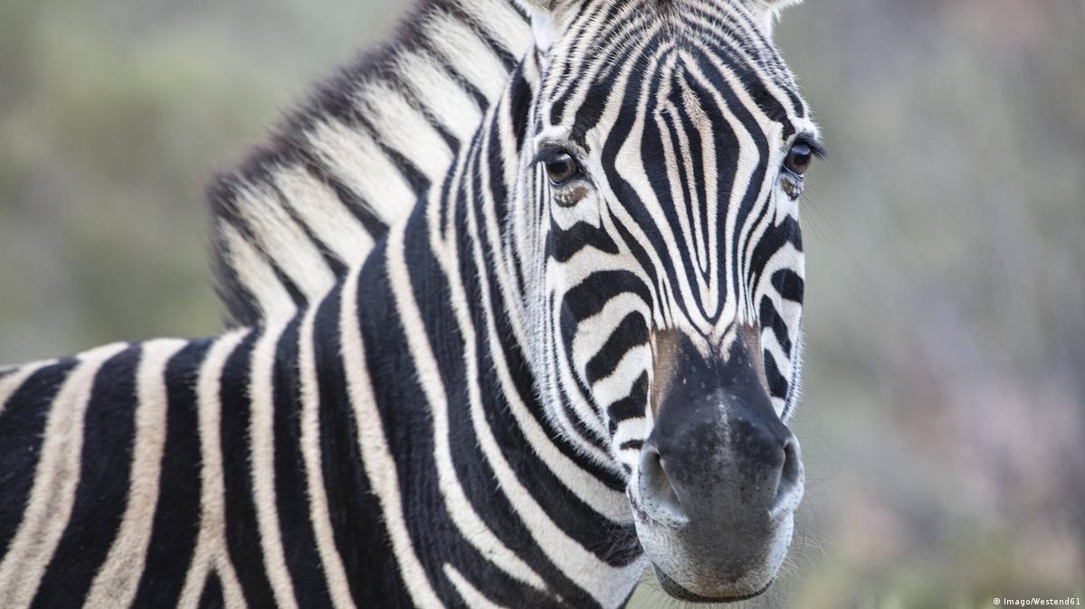 Runaway circus zebra dies after police chase – DW – 12/18/2018