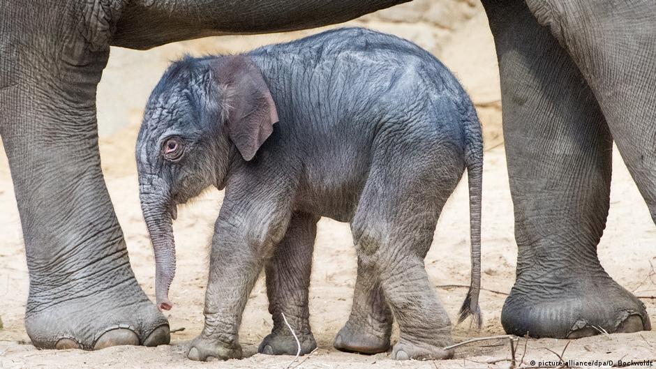 8 noteworthy European zoos
