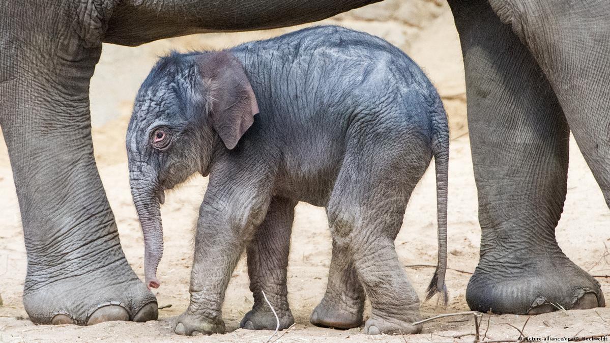 8 noteworthy European zoos – DW – 06/11/2019