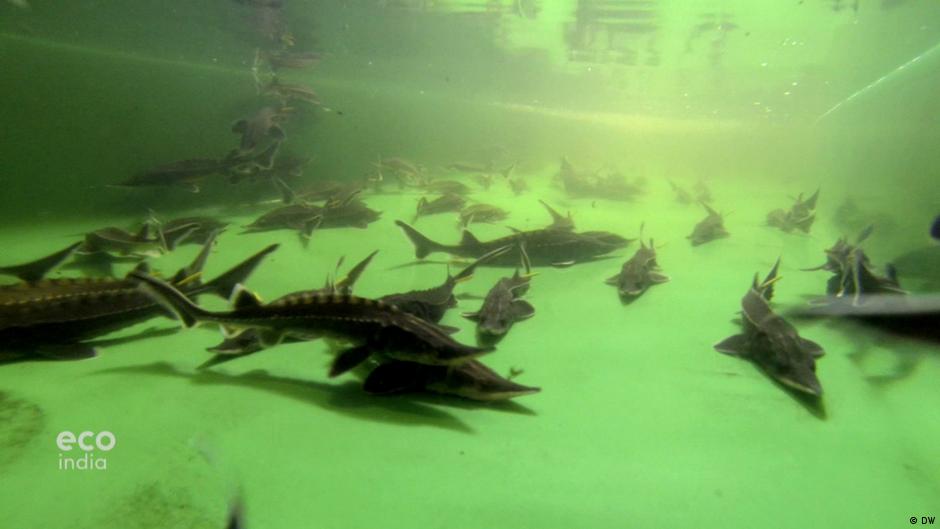 A new chance for an old fish – DW – 08/01/2019