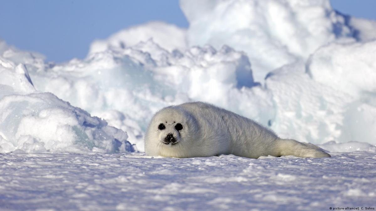 Canadian town suffers seal invasion