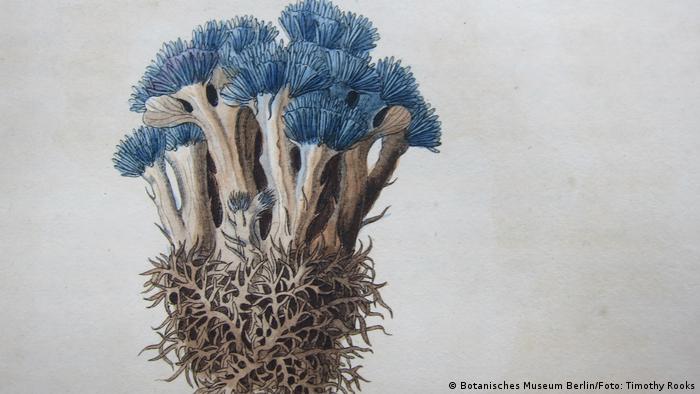 Alexander von Humboldt, the extraordinary plant collector | All media ...