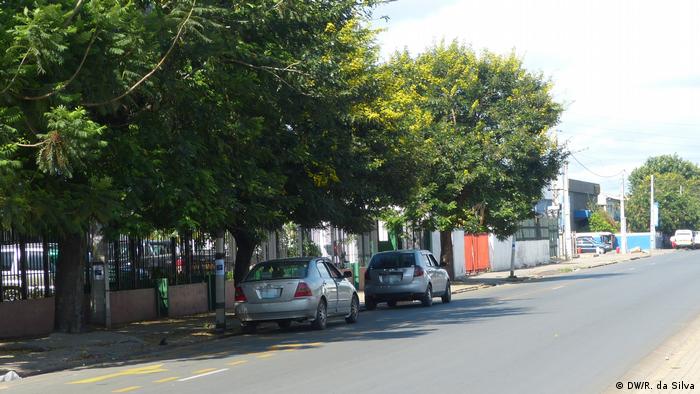 Acácias dão ar fresco e beleza a Maputo | Mediateca – Todo o conteúdo ...