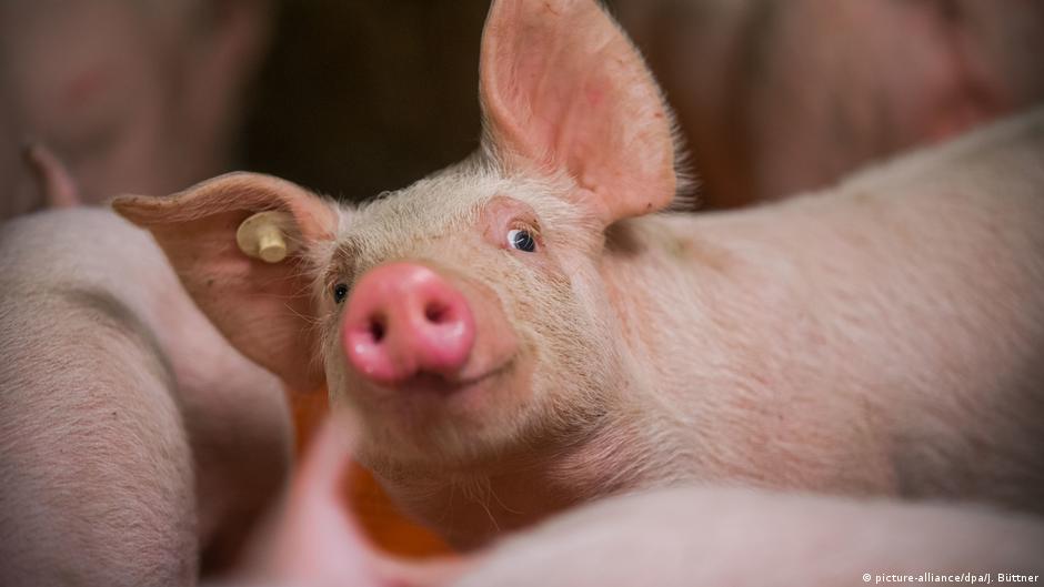 Facial recognition software for pigs – DW – 02/28/2019