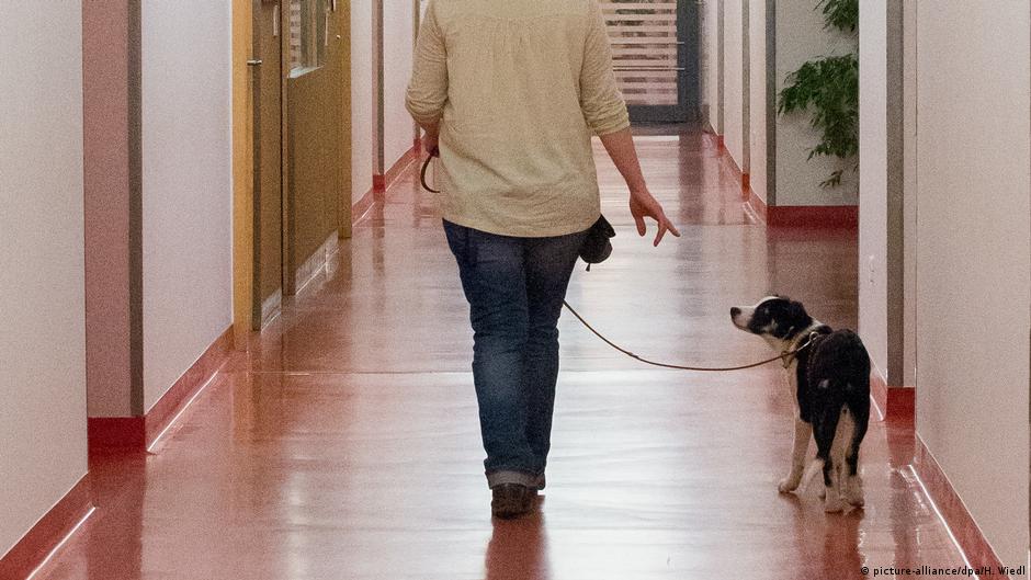 Lotta: una perra que detecta alérgenos – DW – 15/09/2022