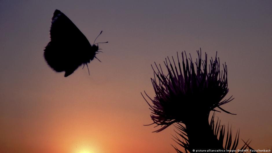 Over 40 percent of insect species face extinction: study – DW – 02/11/2019