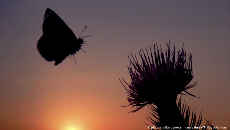 Over 40 percent of insect species face extinction: study – DW – 02/11/2019