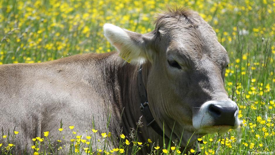 Austria: Farmer liable for hiker trampled to death by cow – DW – 02/22/2019