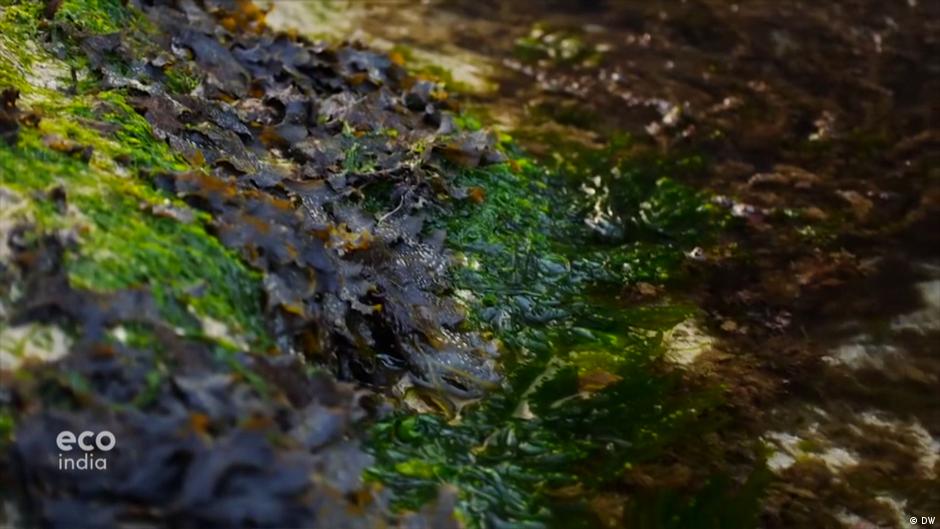 Bioplastic from algae