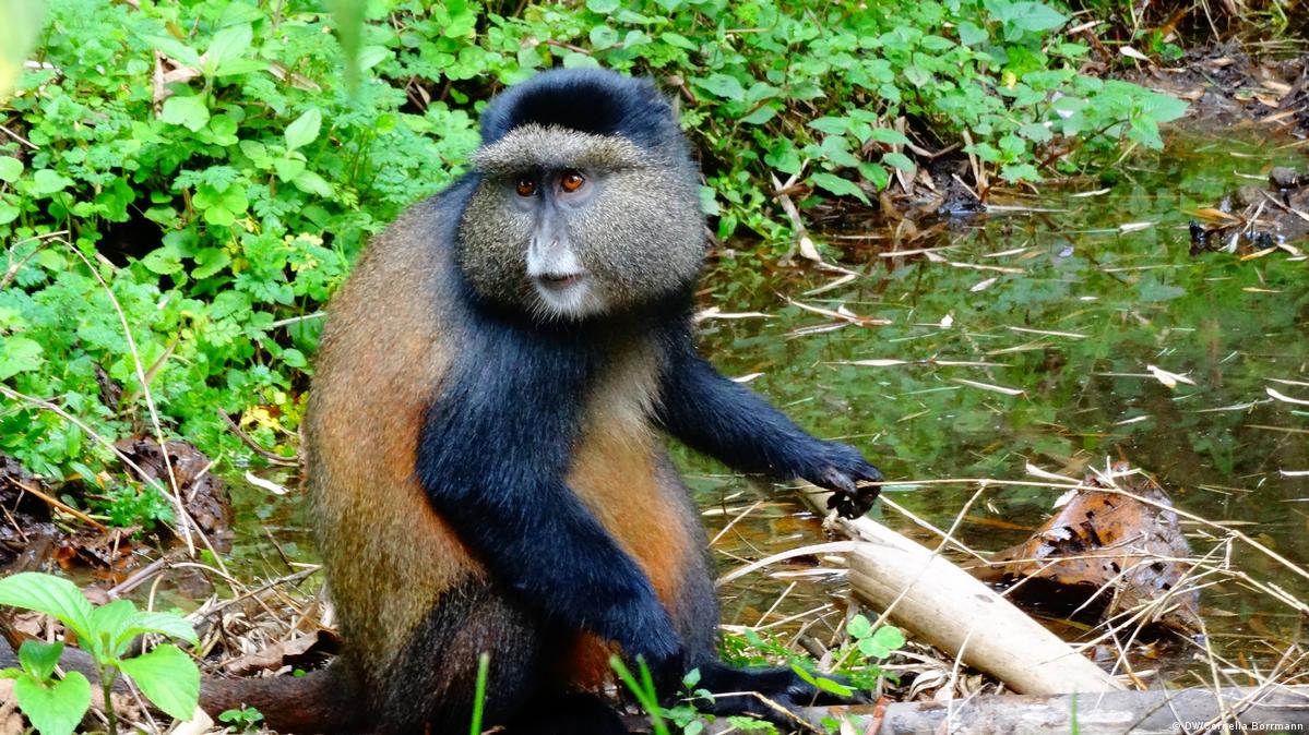 Bessere Öfen zur Rettung von Ruandas Affen
