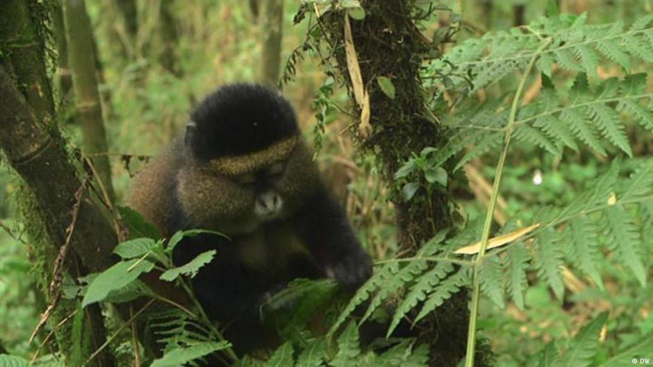 Rwanda – Golden monkeys under threat
