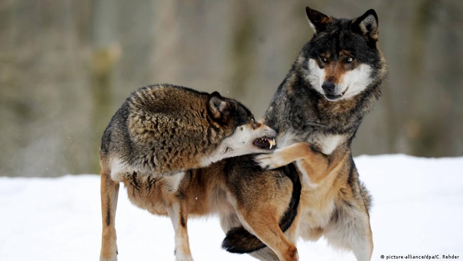 German minister Schulze takes aim at wolves – DW – 03/03/2019